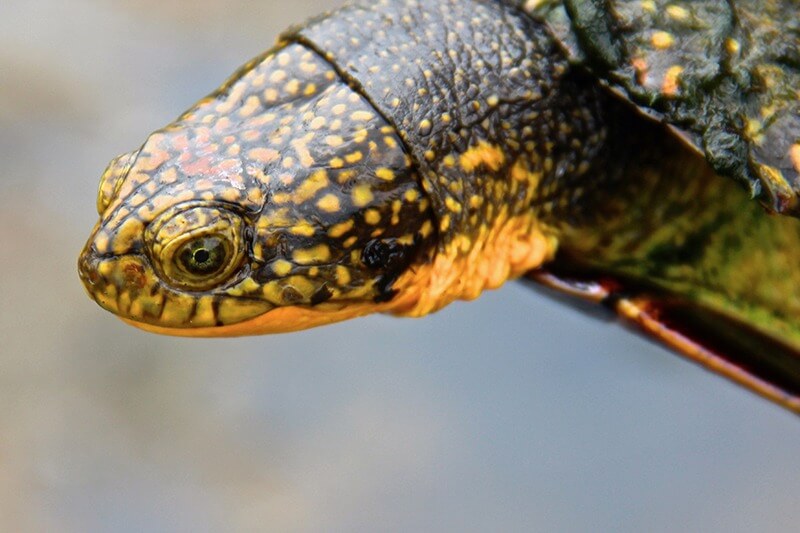 NIU biologists plan to keep smile on this turtle's face | NIU Newsroom